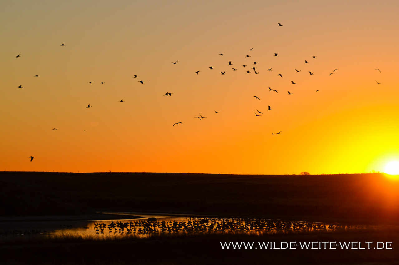 Muleshoe National Wildlife Refuge: Kraniche - www.wilde-weite-welt.de