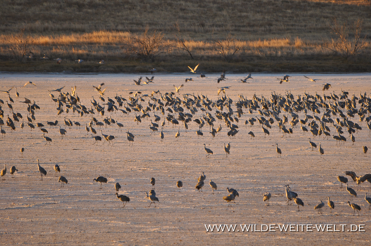 Muleshoe National Wildlife Refuge: Kraniche - www.wilde-weite-welt.de