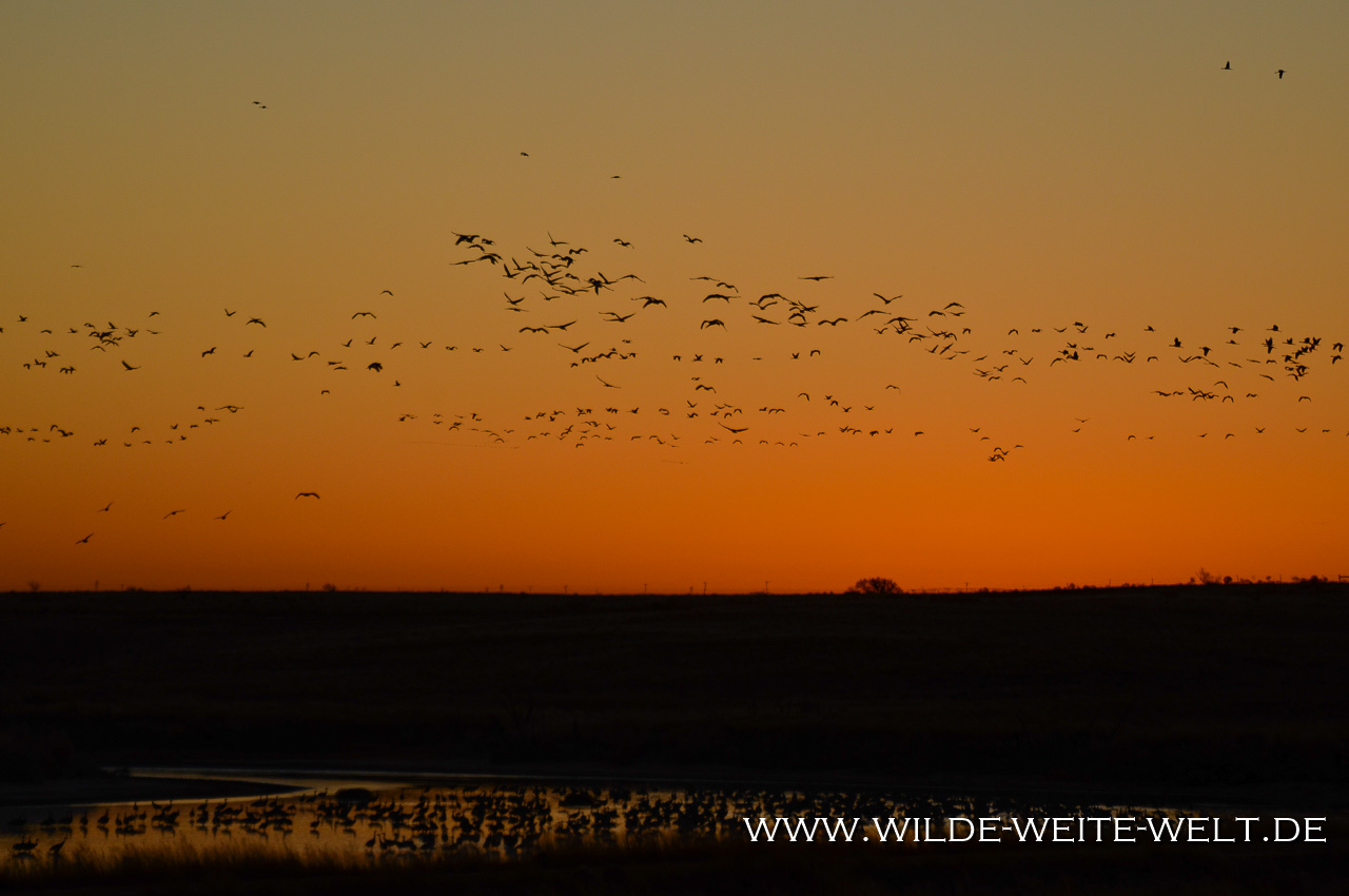 Muleshoe National Wildlife Refuge: Kraniche - www.wilde-weite-welt.de