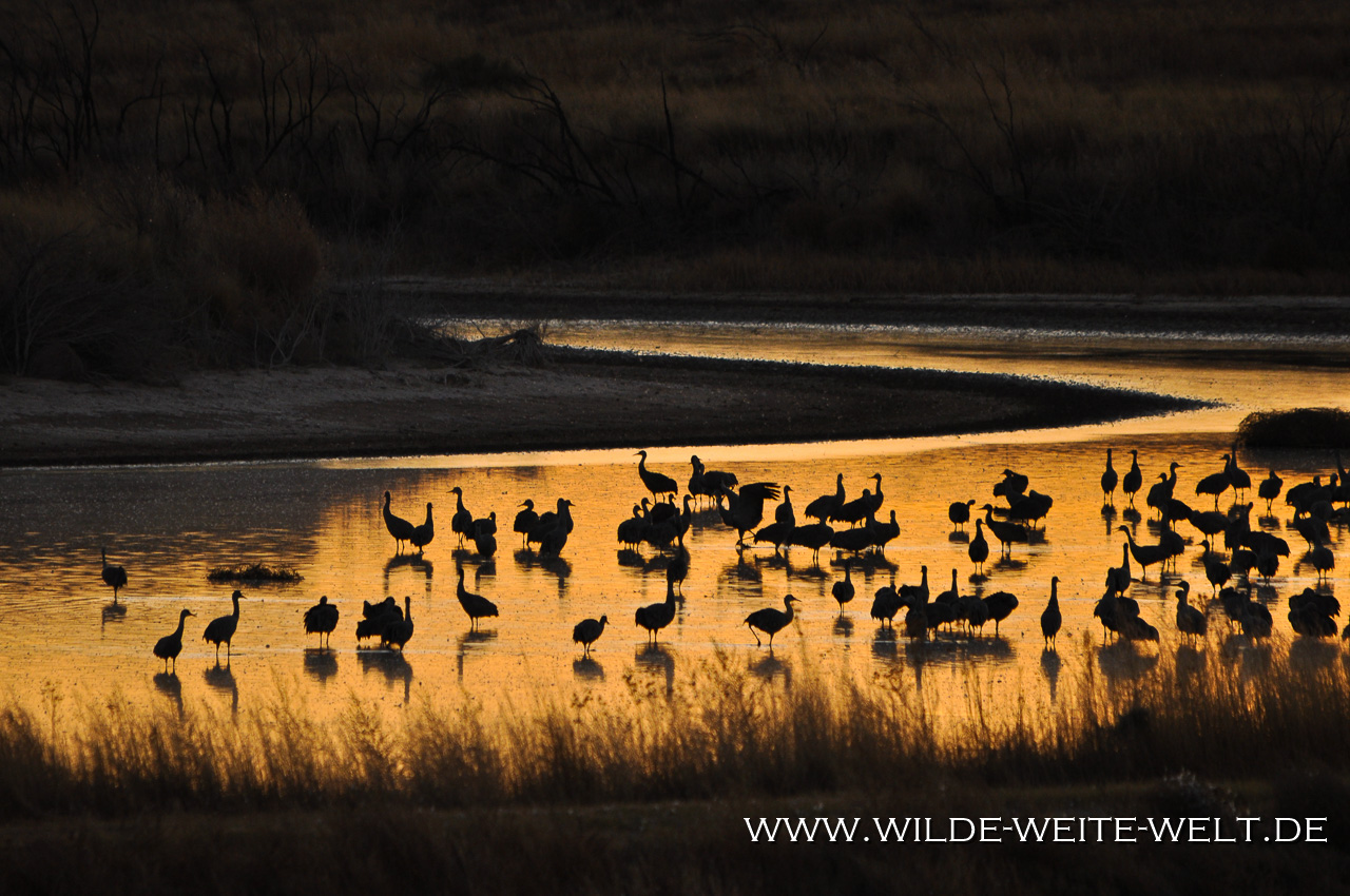 Muleshoe National Wildlife Refuge: Kraniche - www.wilde-weite-welt.de