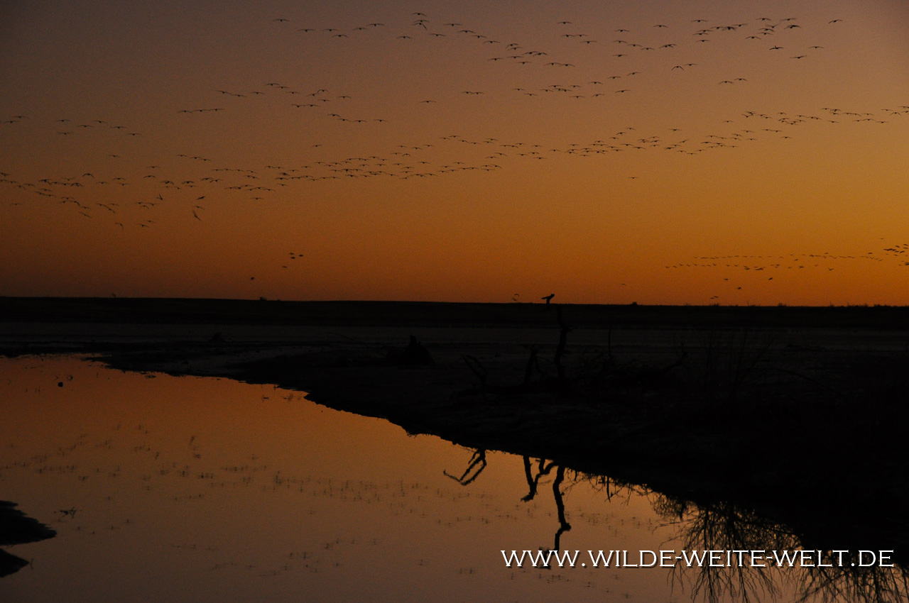 Muleshoe National Wildlife Refuge: Kraniche - www.wilde-weite-welt.de