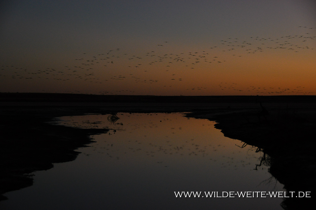 Muleshoe National Wildlife Refuge: Kraniche - www.wilde-weite-welt.de