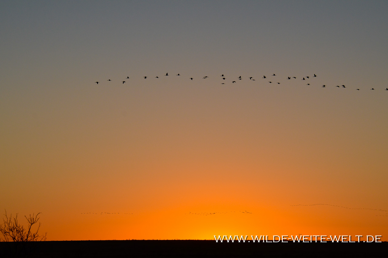 Muleshoe National Wildlife Refuge: Kraniche - www.wilde-weite-welt.de