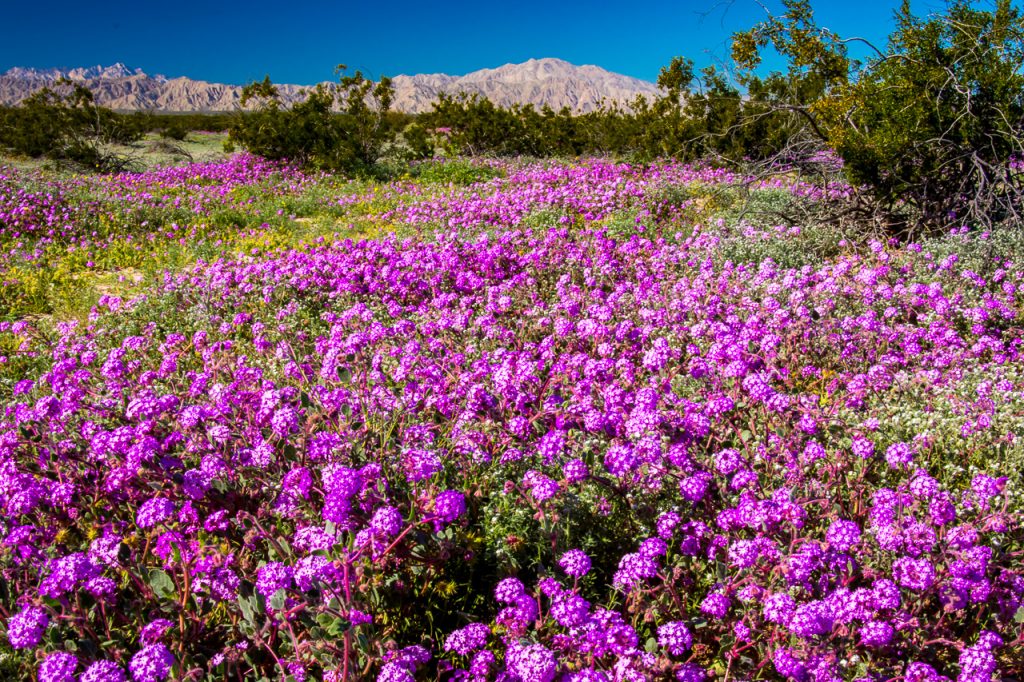 Cirio, Cardon & Co.: Die Flora auf der Baja California Norte entlang ...