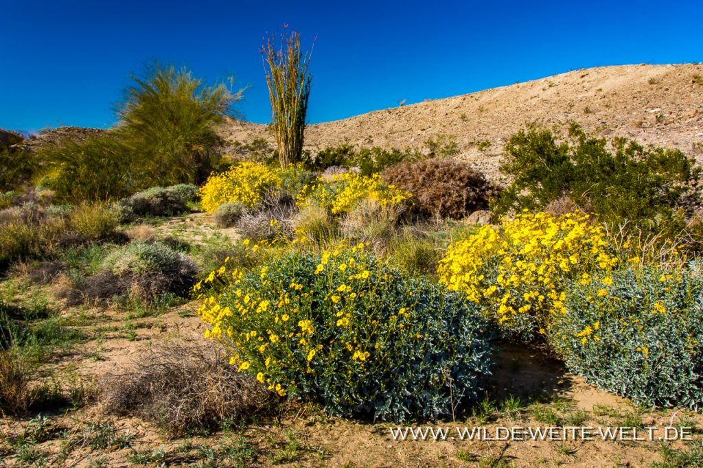 Cirio, Cardon & Co.: Die Flora auf der Baja California Norte entlang ...