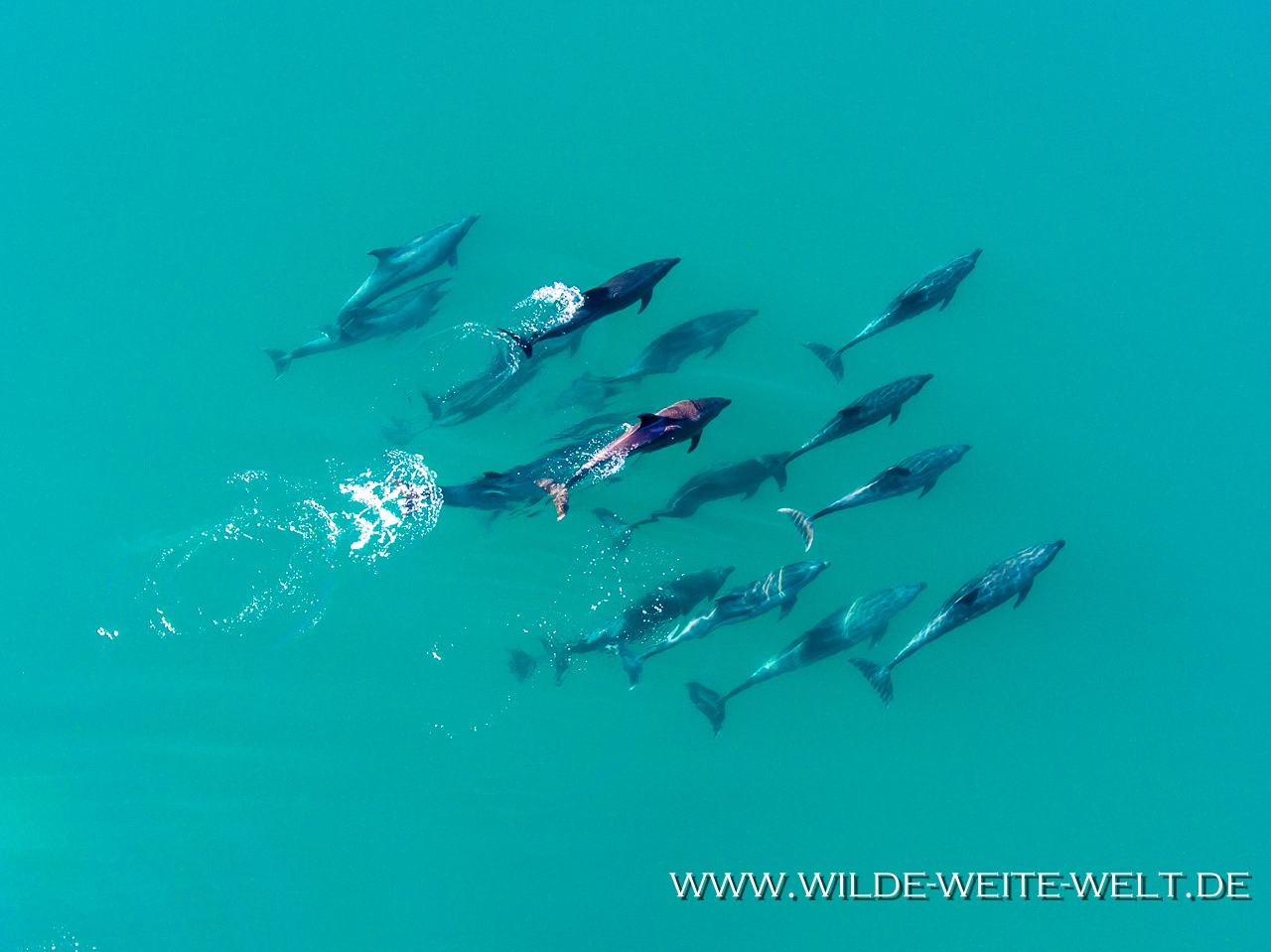 Video-Clips [Baja California] - www.wilde-weite-welt.de