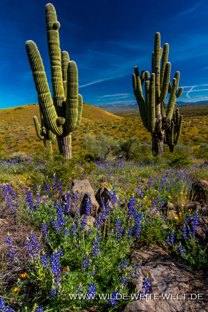 Wildblumen / Wildflowers an der Peridot Mesa [Arizona] - www.wilde ...