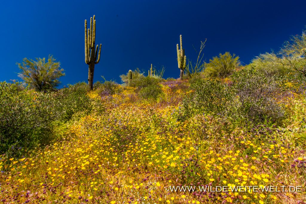Apache Trail: Wildblumen-Paradies im Super Bloom Jahr 2019 [Arizona ...