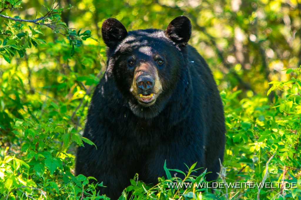 Schwarzbären - Black Bears entlang des Alaska Highways [British ...