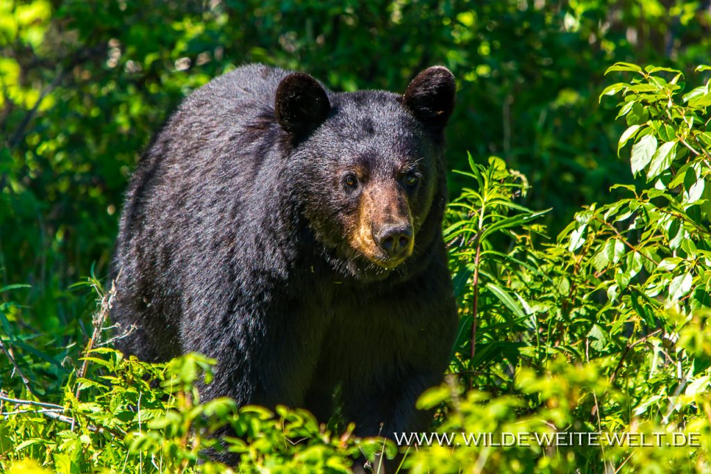 Schwarzbären - Black Bears entlang des Alaska Highways [British ...