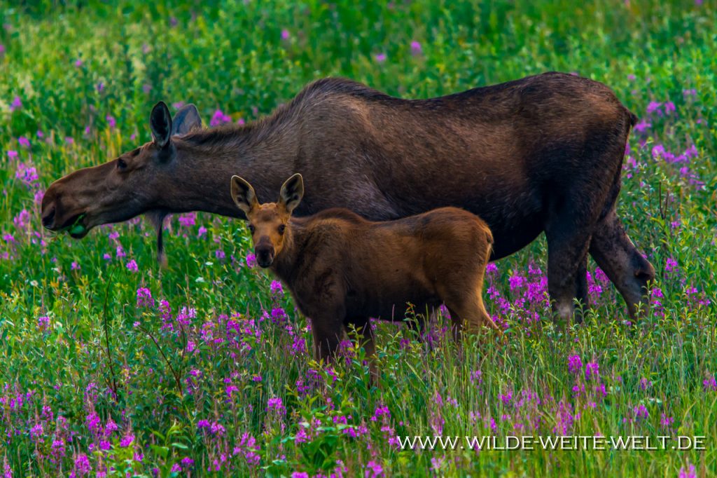 Elche in Alaska - Teil I - www.wilde-weite-welt.de