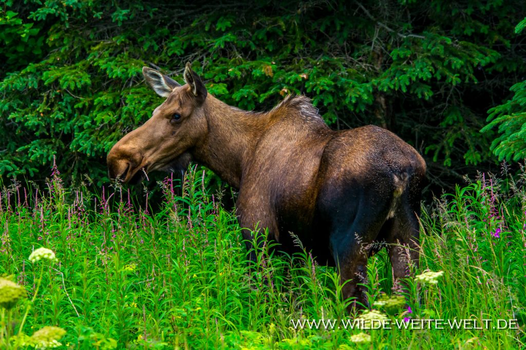 Elche in Alaska - Teil I - www.wilde-weite-welt.de