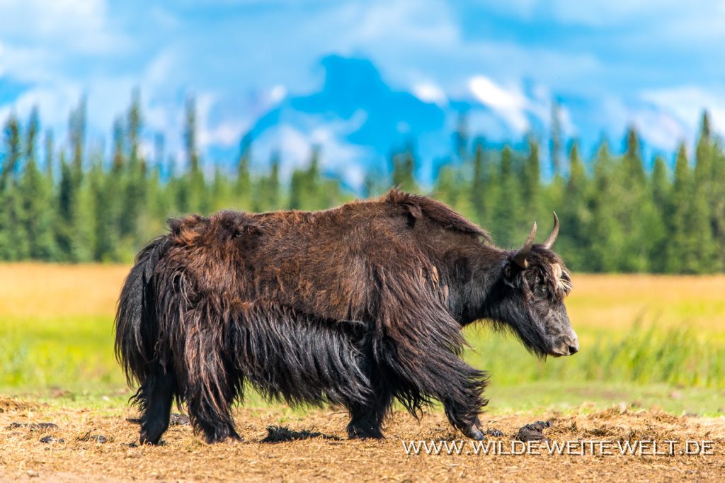 Yaks [Chitina] - www.wilde-weite-welt.de