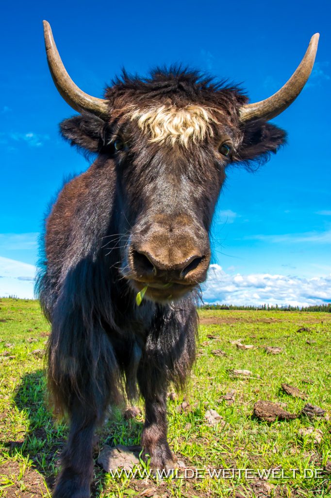 Yaks [Chitina] - www.wilde-weite-welt.de