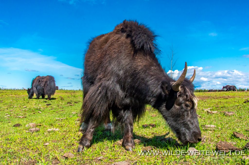 Yaks [Chitina] - www.wilde-weite-welt.de