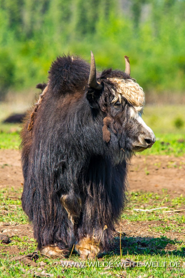 Yaks [Chitina] - www.wilde-weite-welt.de