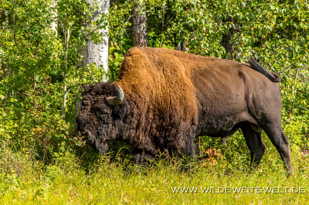 Wood Buffalo / Wald-Bison [Alaska, Liard, Mackenzie & Yellowknife ...