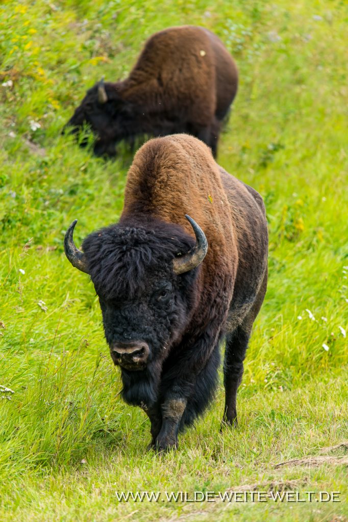 Wood Buffalo / Wald-Bison [Alaska, Liard, Mackenzie & Yellowknife ...