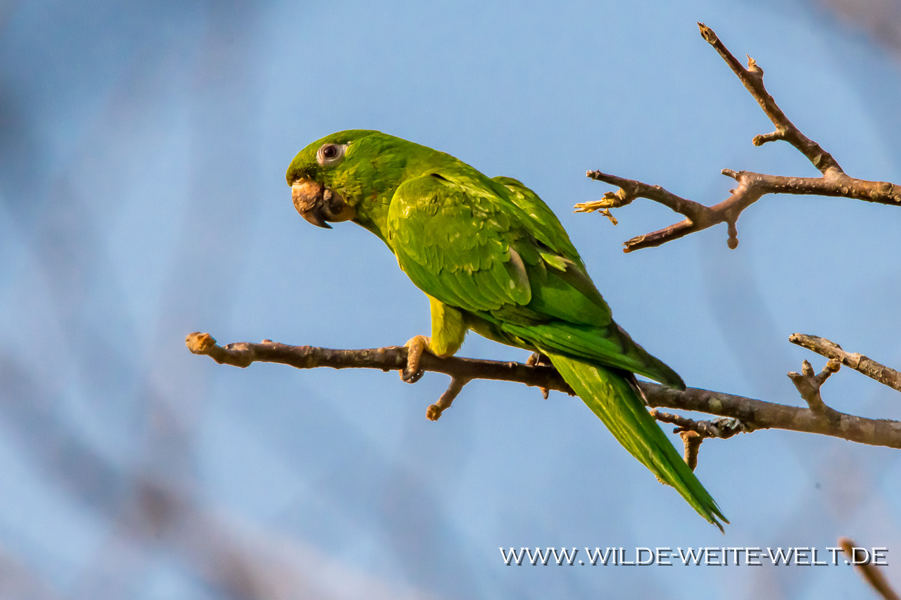 Grüne Sittiche - Cotorras - Parakeets in der Cima/Sima de las Cotorras ...