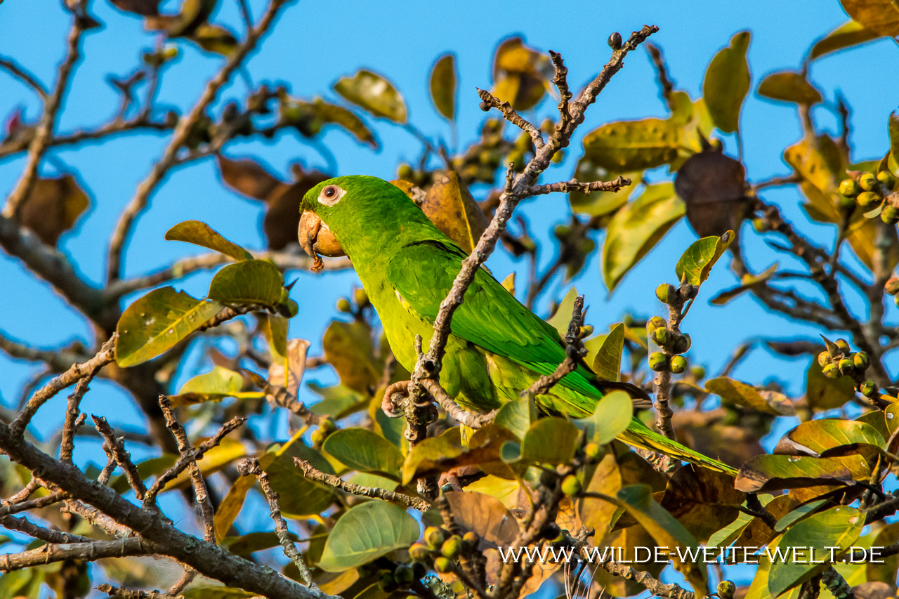 Grüne Sittiche - Cotorras - Parakeets in der Cima/Sima de las Cotorras ...