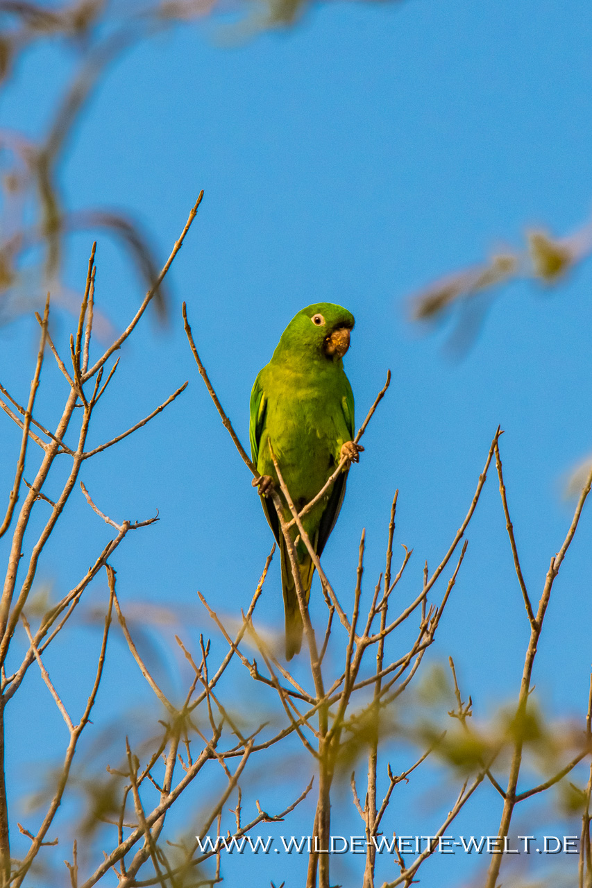 Grüne Sittiche - Cotorras - Parakeets in der Cima/Sima de las Cotorras ...
