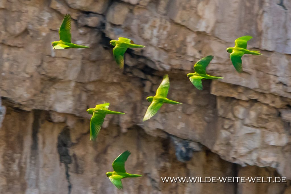 Grüne Sittiche - Cotorras - Parakeets in der Cima/Sima de las Cotorras ...