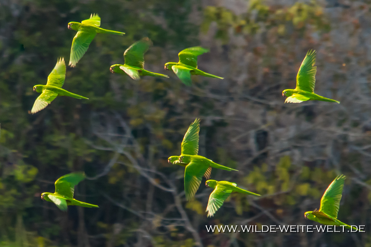 Grüne Sittiche - Cotorras - Parakeets in der Cima/Sima de las Cotorras ...
