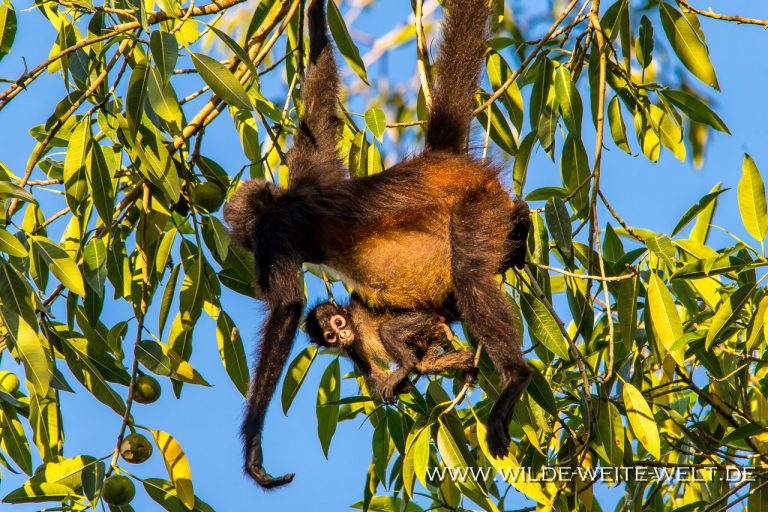 Spinnen-Affen - Spider Monkeys [Chiapas] - www.wilde-weite-welt.de